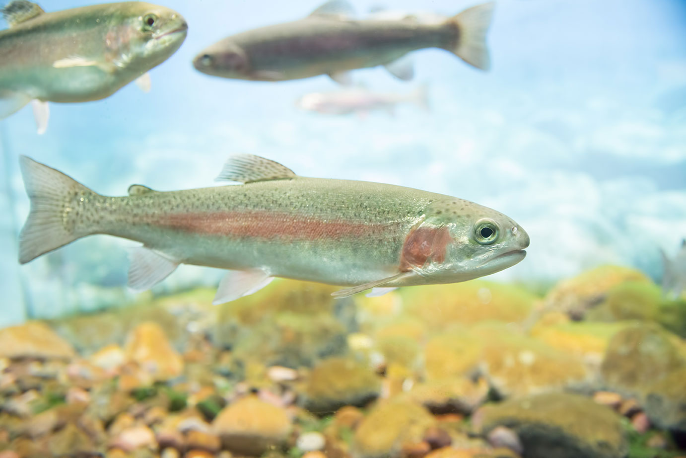 lhfc-ontario-steelheaders-annual-steelhead-sort-clip